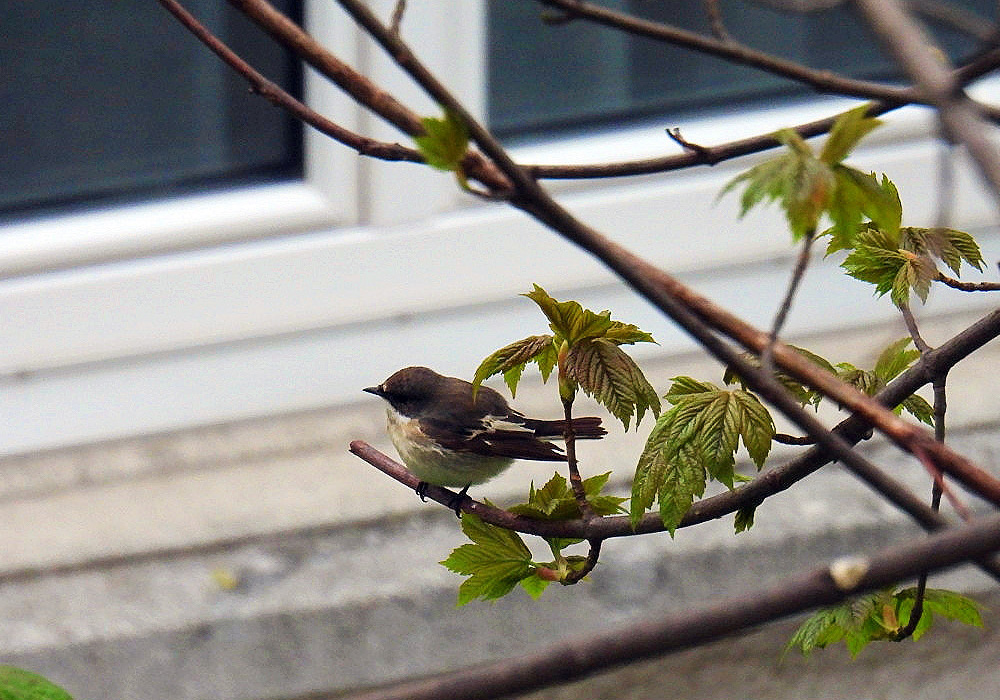 Le rôle des oiseaux dans la biosécurité des arbres urbains et des forêts
