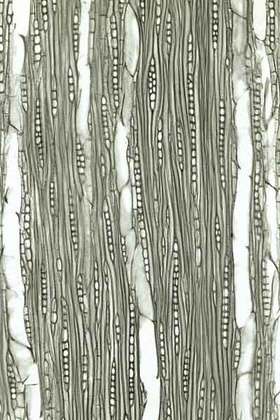 Fraxinus excelsior L.